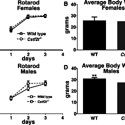 Gross locomotor performances of Cstf2t-/- and wild type mice are not ...