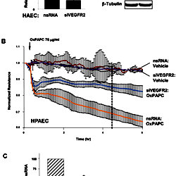 Involvement of VEGFR2 in EC barrier dysfunction induced by high OxPAPC ...