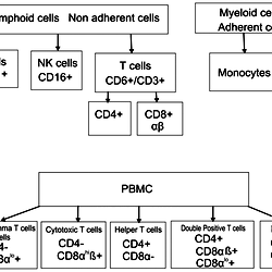 Flow chart of sorting and staining of PBMC.