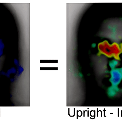 Direct comparison of spatial distributions of fixations for upright and ...