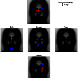 Impact of start position on the comparison of upright and inverted faces.