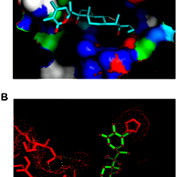 Docking representations of Withanone.