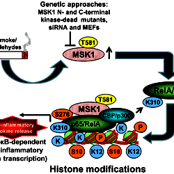 A schematic model showing the role of MSK1 in cigarette smoke-induced ...