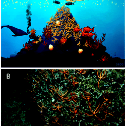 Examples of seamount images produced by CenSeam for use by educators ...