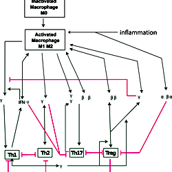 Schematic diagram of immune system with application to inflammatory ...