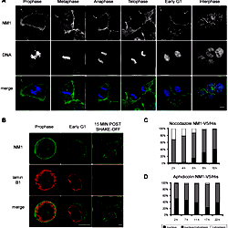 Localization NM1 during mitosis.