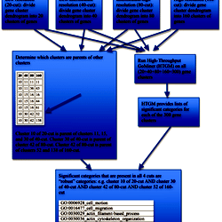 Flow diagram illustrating the process of determining robust functional ...