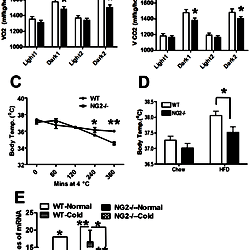 Metabolic and Cold Challenge Testing in Wild-type and NG2 Null Mice.