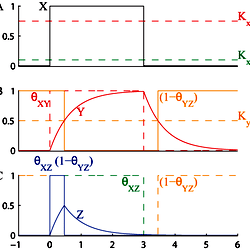 Response of IFFL-1 with AND gate to step-like stimulation.