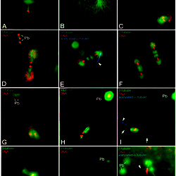 Formation of the gonomeric spindle in eggs obtained from KOS-10 ...
