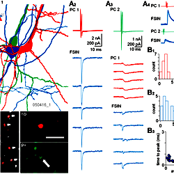 A subset of human neocortical PCs innervate FSINs with VLEs.