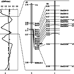 Combination of ΔSNP Index and Genetic Linkage Map for Brsc1 on A9 of B ...