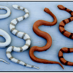 Photograph of the four treatments of model snakes.