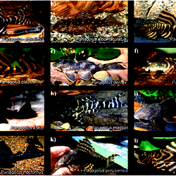 Live photos of all described species of Panaqolus.