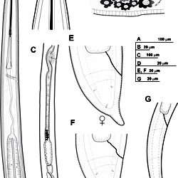 Remarkable Diversity and Prevalence of Dagger Nematodes of the Genus ...