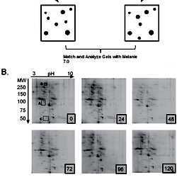 Overall characterization of spot statistics obtained from the 2D analysis.