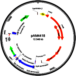 Map of the engineered shuttle plasmid pAM4418 carrying trpA terminator ...
