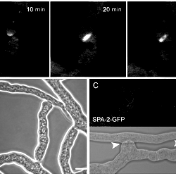 BUD-6 dynamics during vegetative hyphal fusion.
