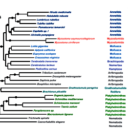 Maximum likelihood tree computed from a superalignment of 989 ...