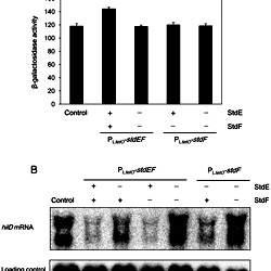 Postranscriptional regulation of hilD expression by StdE and StdF.