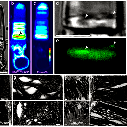 Defects in OS disk membranes in rods expressing RhoP23H-EGFP.