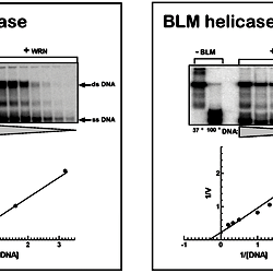 Determination of the kinetics of the unwinding of splayed arm DNA by ...