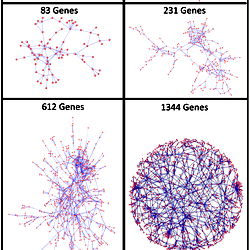 Diagram depicting the network structures of each of the six network ...