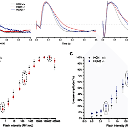 ERG response to flashes of increasing intensity.