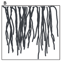 Growing root paths marked by data from the: A. experiment; B. non ...