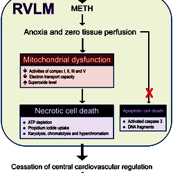 Proposed mechanisms in RVLM that underlies METH-induced cardiovascular ...