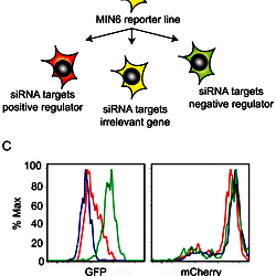 siRNA screening system to identify regulators of insulin promoter activity.