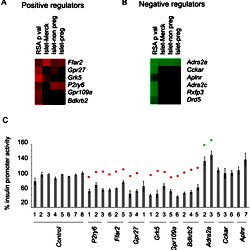 siRNA screen hit selection and initial confirmation.