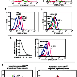 EPOR expression at the cell surface depends sharply upon the history of ...