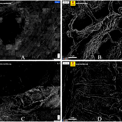 Screen captures from the reconstructed dataset, following stitching ...