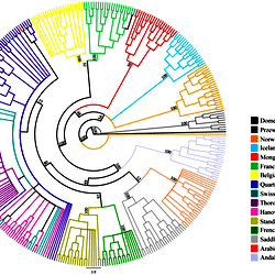 Phylogenetic tree of domestic horse breeds and Przewalski's Horse.