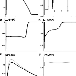 Comparison between the modified and original ORd model of human ...