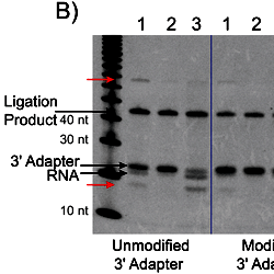 Optimization of the 3´ adapter ligation step.