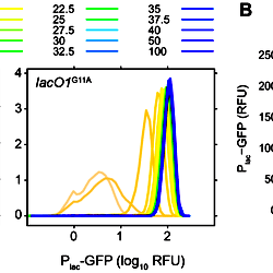 Contribution of lac mutations to evolved inducer responses.