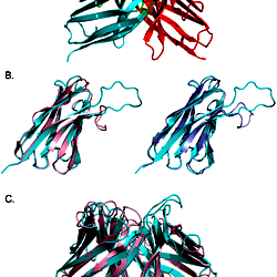 Structure of Gr6 and comparison of Gr6 with cVH-E2 and Fv-POT.
