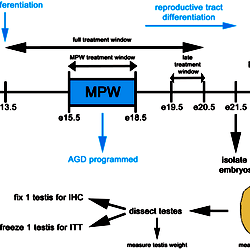 Schematic representation of the various treatment windows and ...