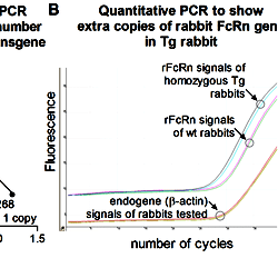 Quantitative real time PCR analysis of transgenic rabbit line #78.