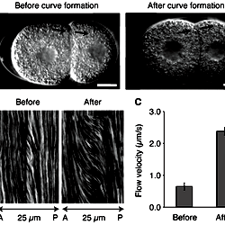Laser-induced cell fusion is accompanied by cytoplasmic flow.