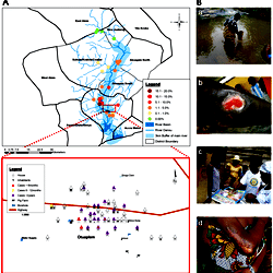 Prevalence of BU and sample collection procedure.
