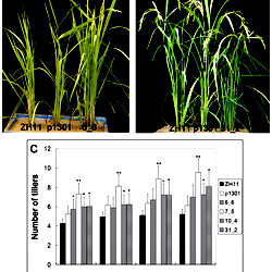 Phenotypes of the transgenic rice plants overexpressing OsmiR393 under ...