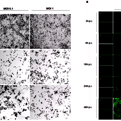 CCHFV effects and expression in Huh7 cell line.