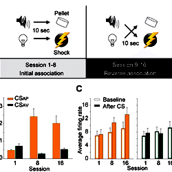 Task, behavior, and single unit activity.
