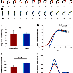Comparison between scale-eating and escape behaviors.