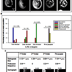 Haemocytes from larval to pre-pupal stages.