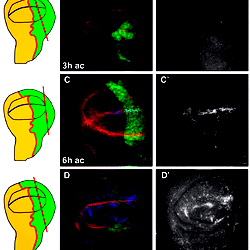 Pattern of cell death during wing disc regeneration.