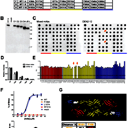 Specificity and epitope of flavivirus GR mAb DEN2-12.